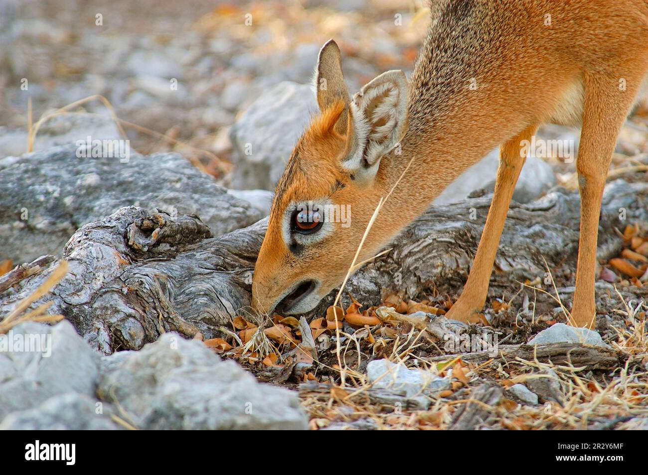 Kirk's kirk's dik-dik (Madoqua kirkii) foraging as an adult, close-up of head, Etosha N. P ...