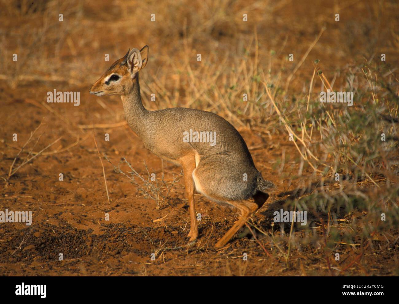 Kirk's Dik kirk's dik-dik (Madoqua kirkii) Marking the Territory Stock Photo - Alamy