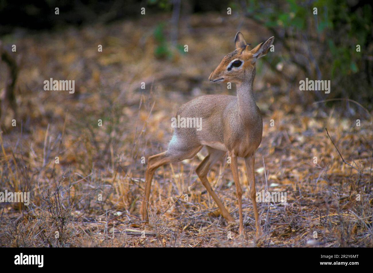 Antelope, Dik kirk's dik-dik (Madoqua kirkii) Kirk's female Stock Photo - Alamy