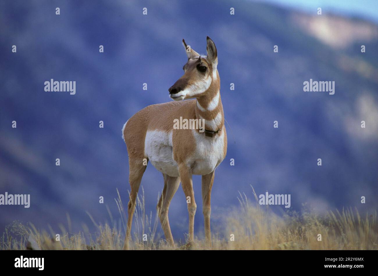 Pronghorn, pronghorn antelope, pronghorn antelope, pronghorn animal ...