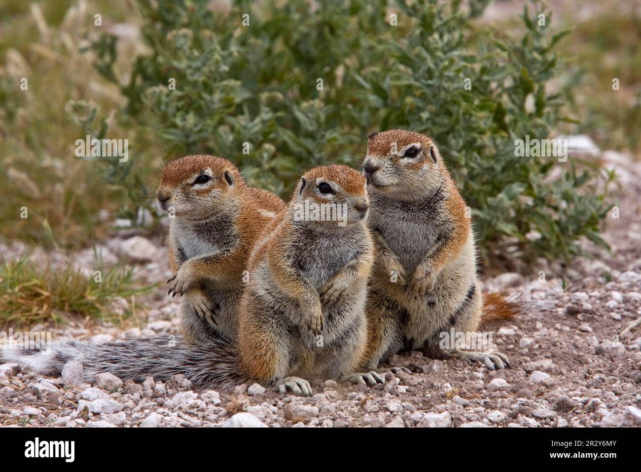 Cape Bristle Squirrels, Cape Bristle Squirrels, Rodents, Mammals ...