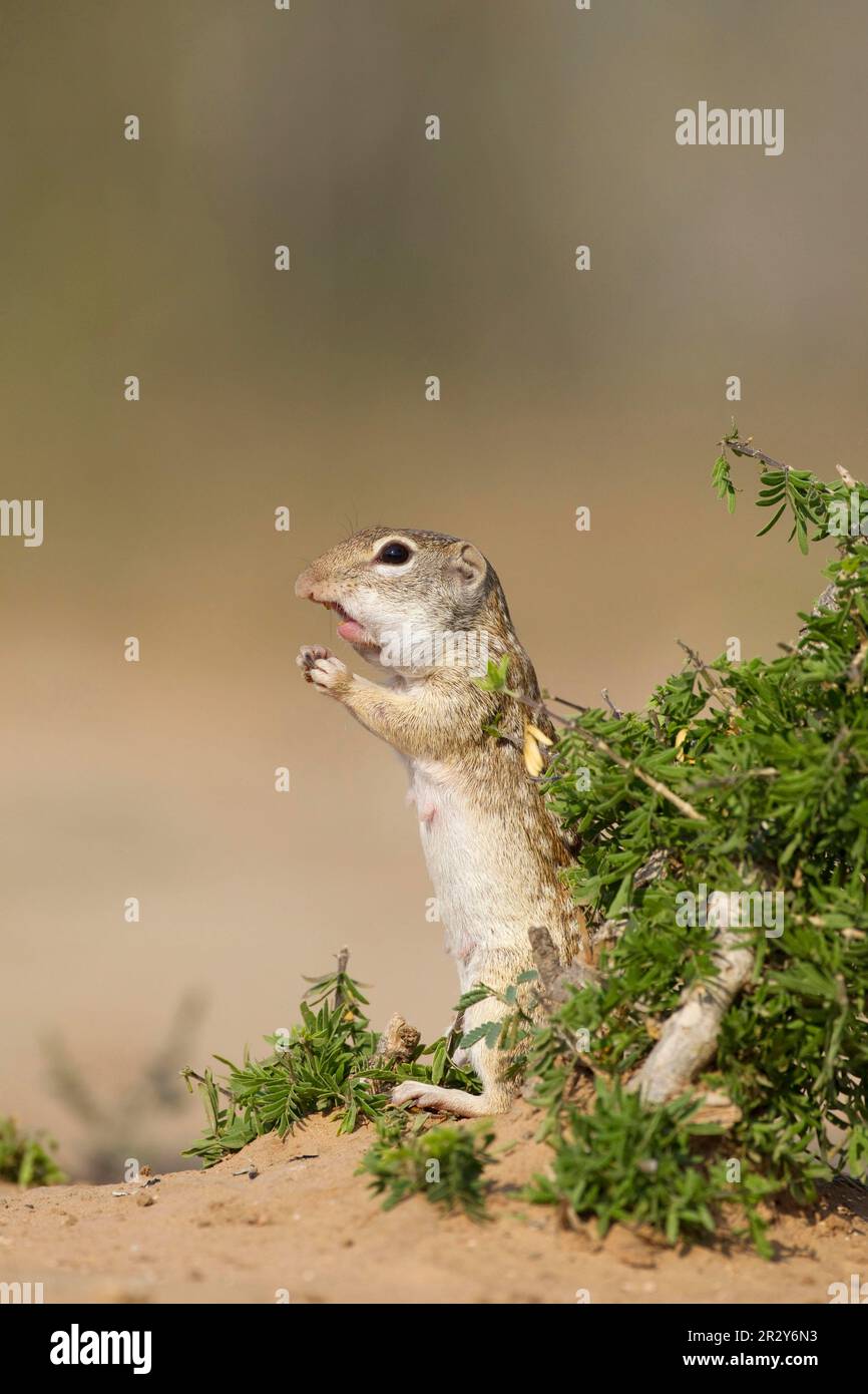 Mexican mexican ground squirrel (Spermophilus mexicanus), rodents ...