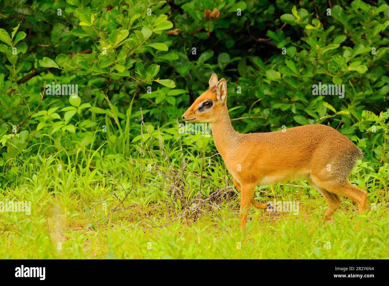 Kirk's kirk's dik-dik (Madoqua kirkii) adult male, standing, Ruaha N. P. Tanzania Stock Photo ...