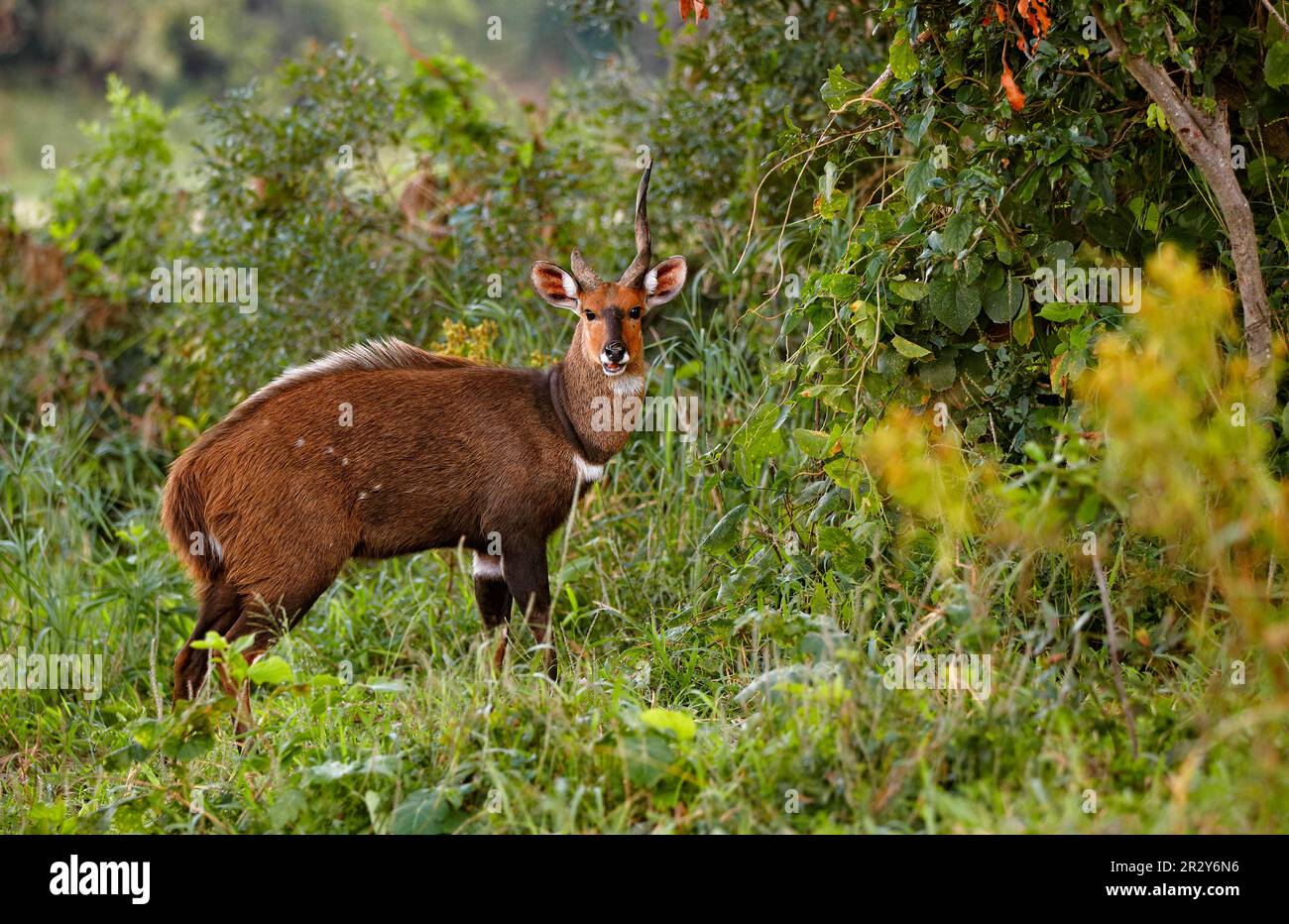 Southern Bushbuck (Tragelaphus scriptus sylvaticus) adult male, with ...