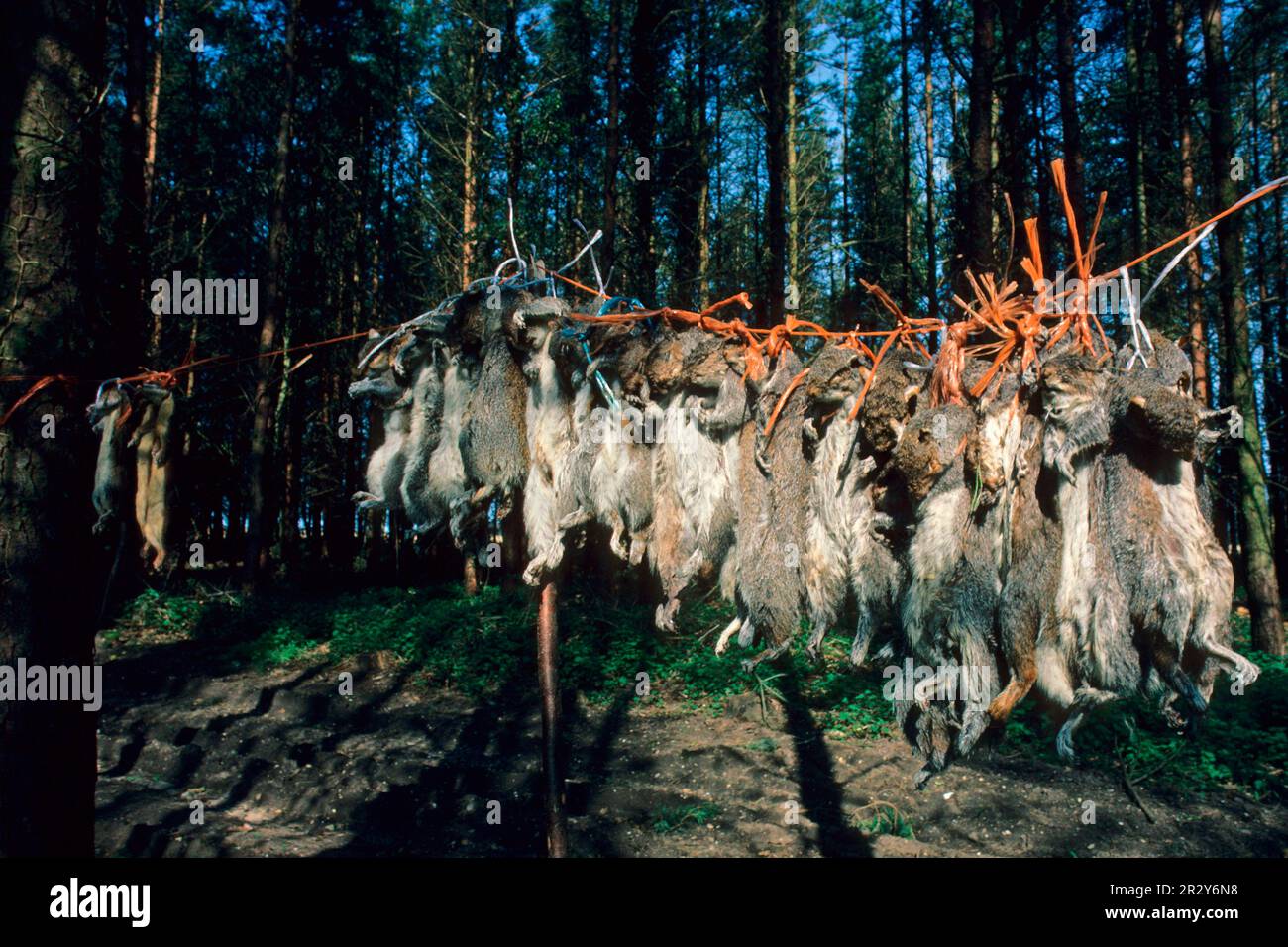 Dead mammals, Eastern Grey Squirrels hanging from gamekeepers gibbet ...