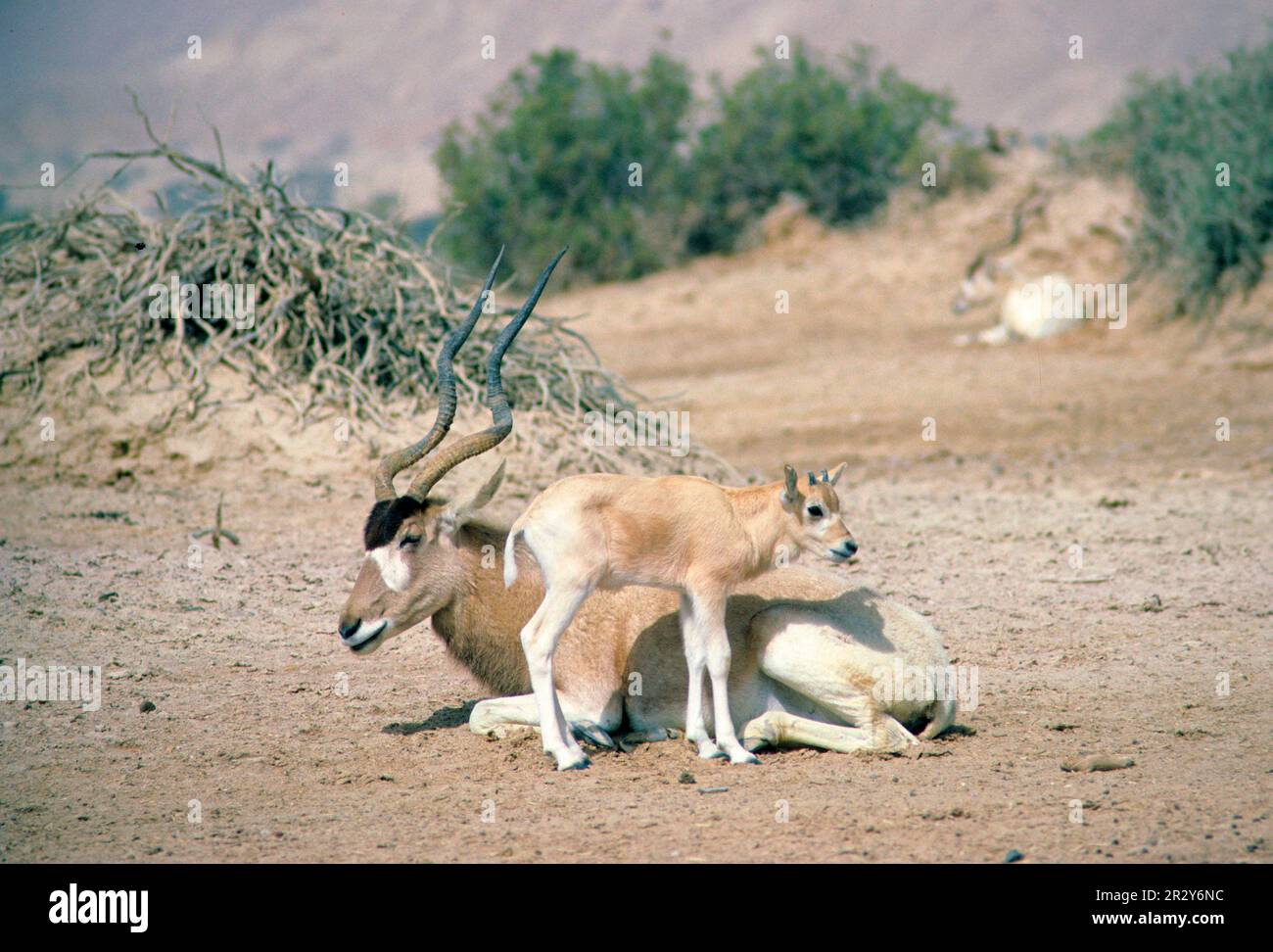 Addax (Addax nasomaculatus), addax, Addax antelope, Mendes antelopes, Addax antelopes, Antelopes ...