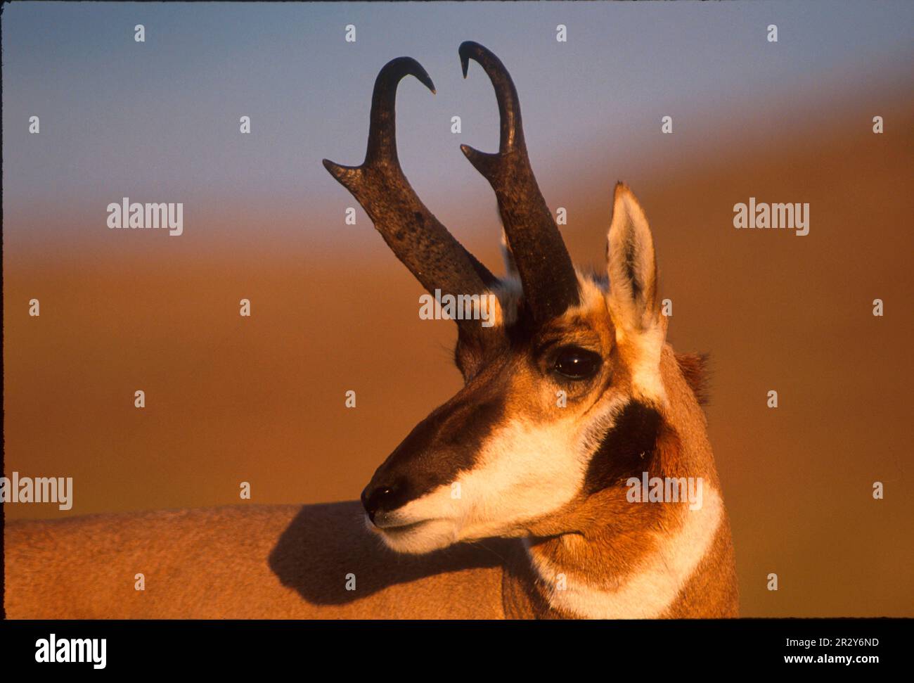 Pronghorn, pronghorns, pronghorn antelope, pronghorn animal, pronghorn ...