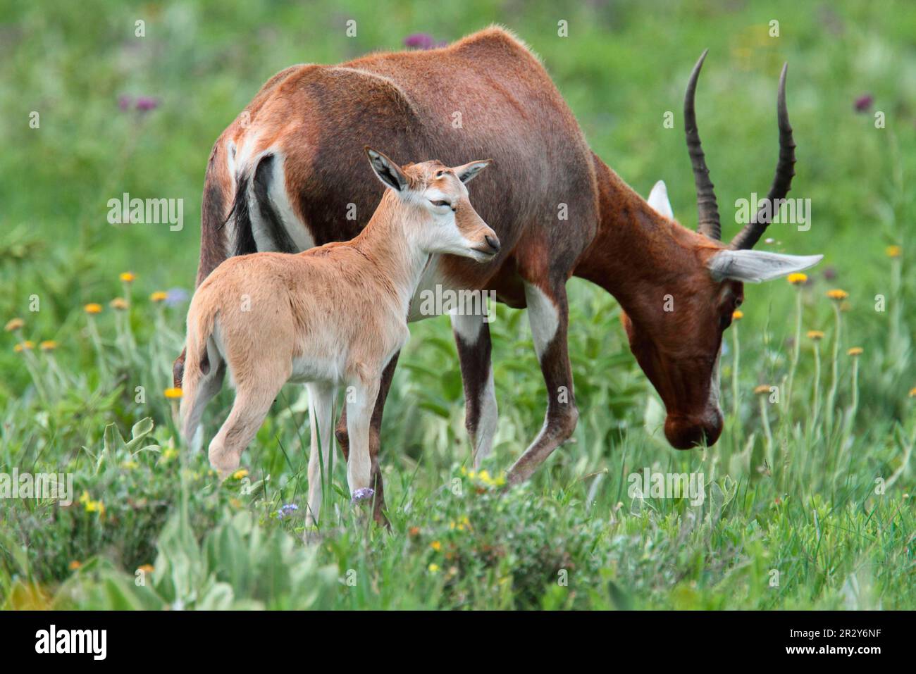 Blesbok (Damaliscus dorcas phillipsi), adult female with calf ...