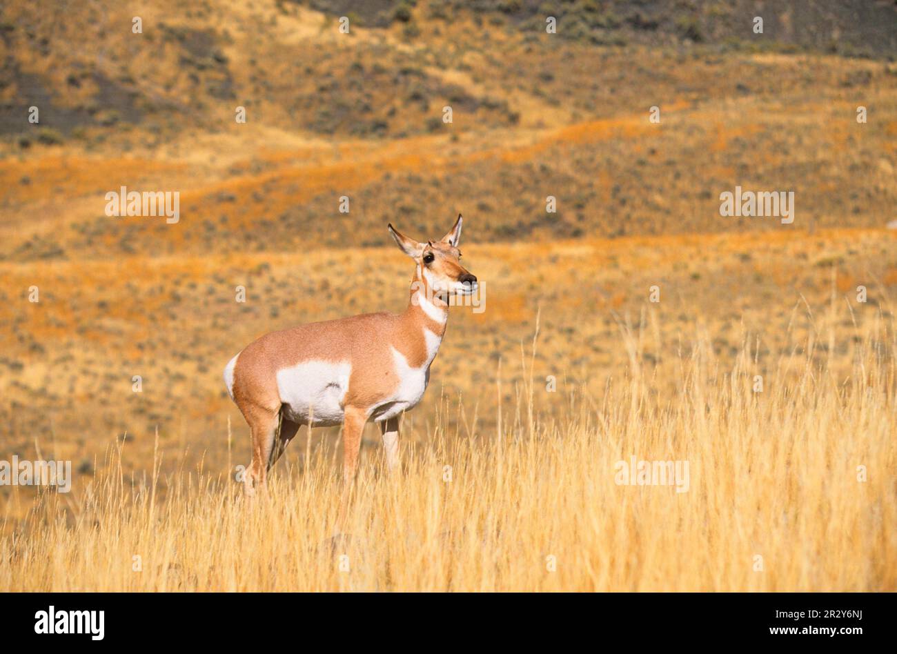 Pronghorn, pronghorns, pronghorn antelope, pronghorn antelope ...