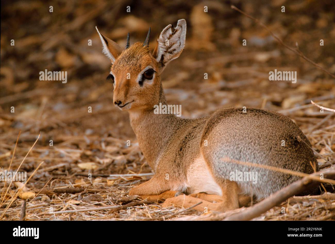 Kirk's Dik kirk's dik-dik (Madoqua kirkii) Male, Kenua Stock Photo - Alamy