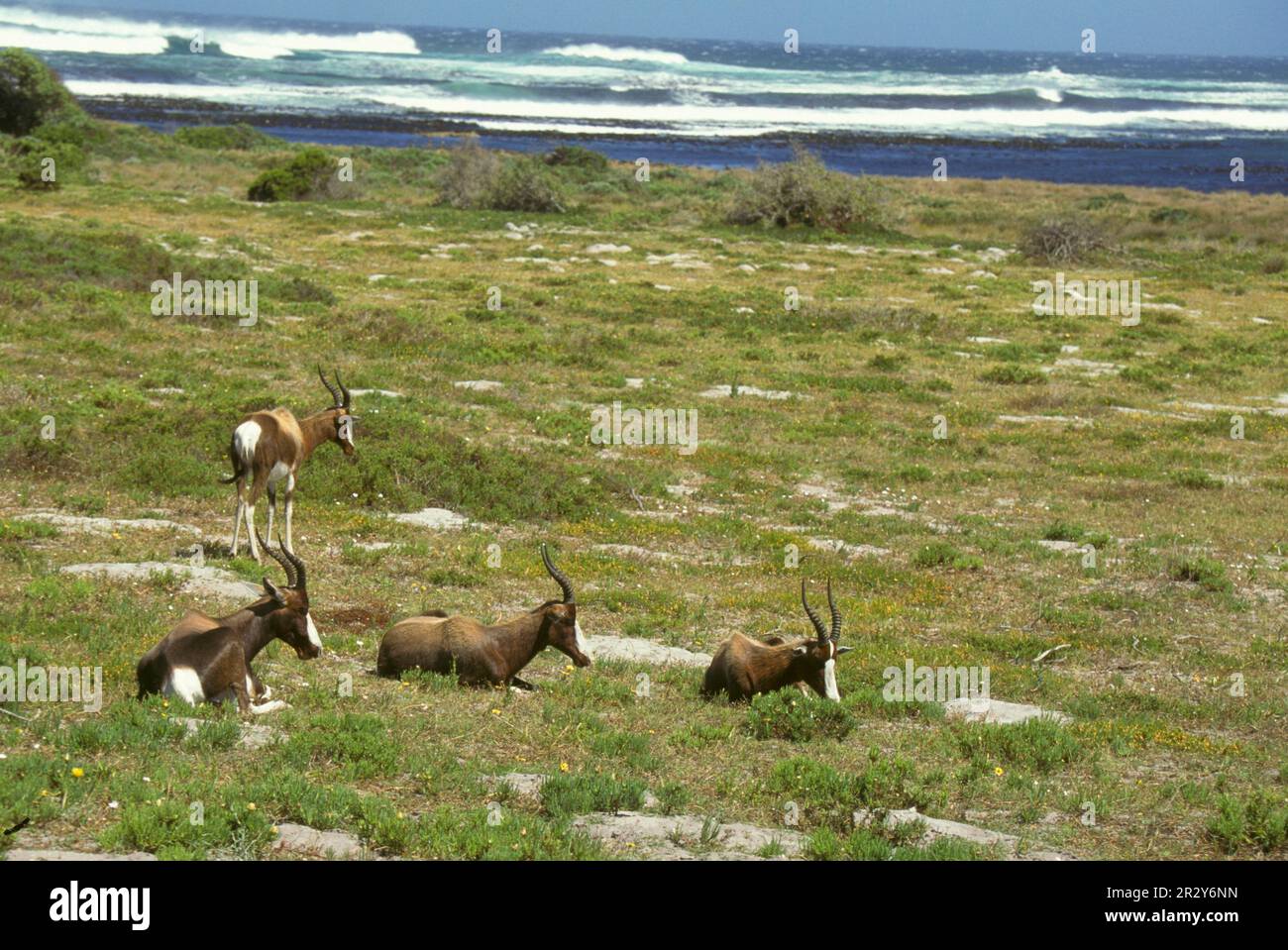Dorcas, bontebok, bonteboks (Damaliscus pygargus), antelopes, ungulates ...