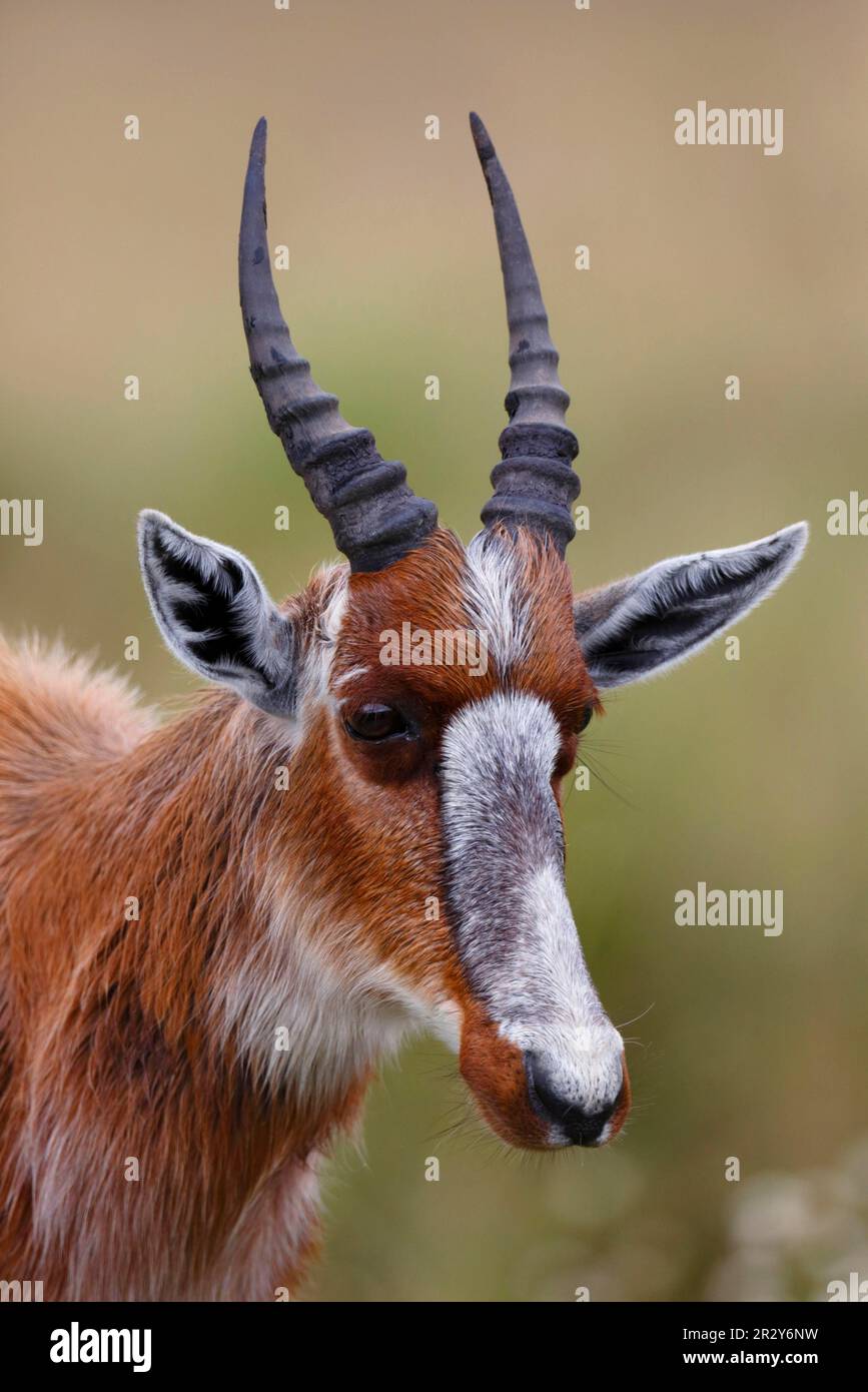 Bontebok (Damaliscus pygargus pygargus) juvenile, close-up of head ...