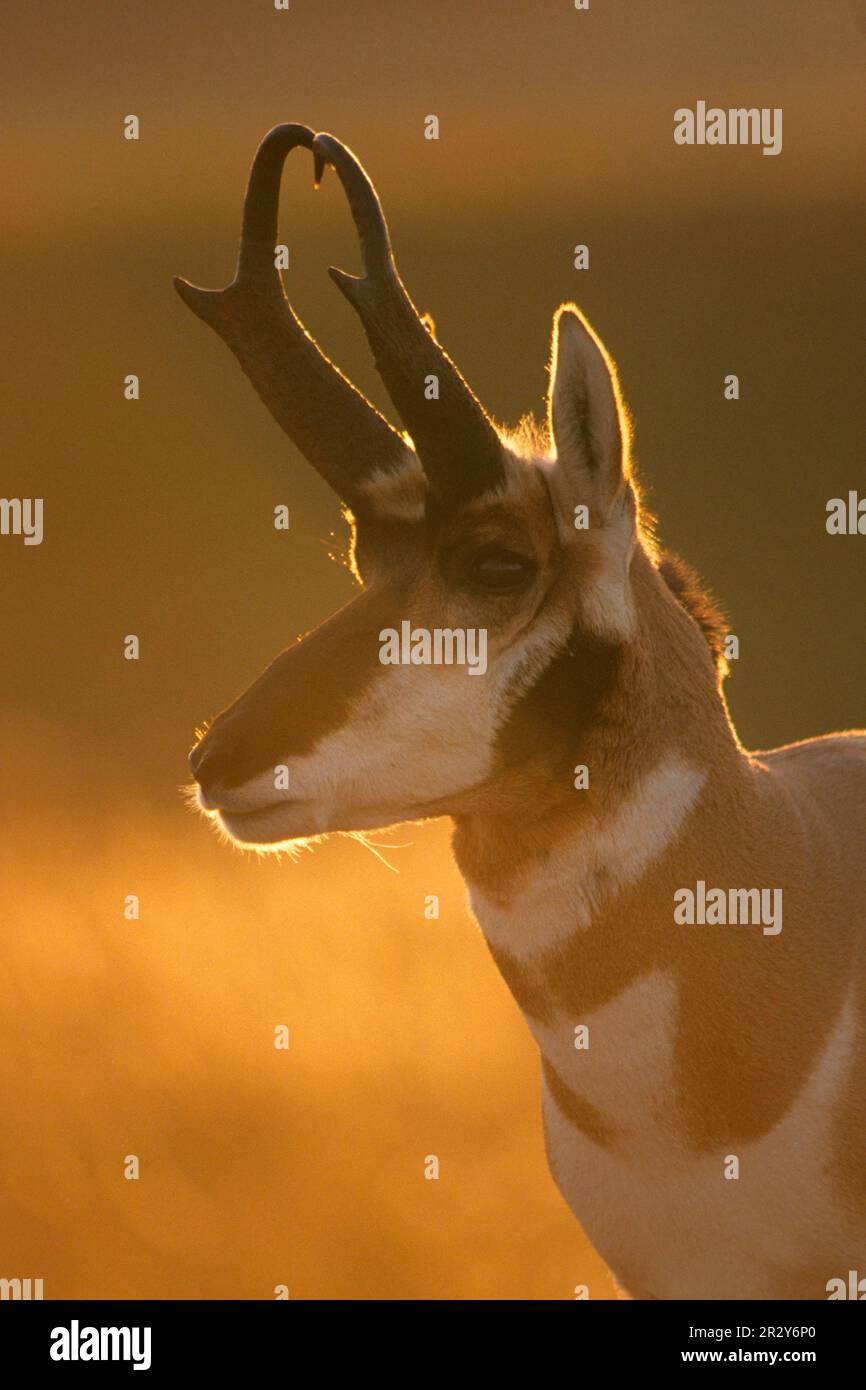 Forkhorn animal hi-res stock photography and images - Alamy