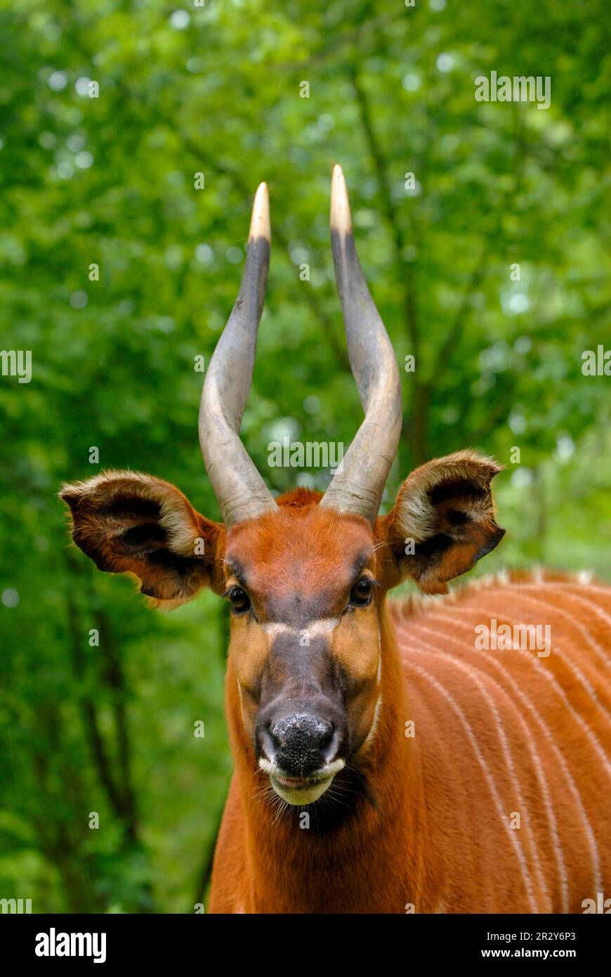 Taurotragus euryceros, Tragelaphus euryceros, western bongo ...