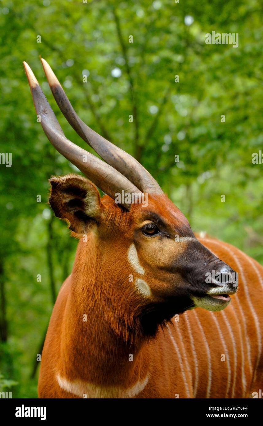 Taurotragus euryceros, Tragelaphus euryceros, western bongo ...
