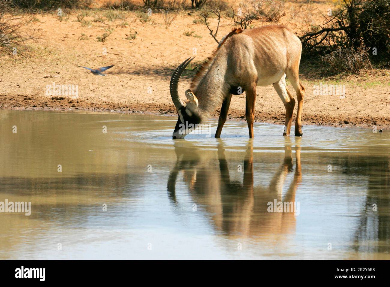 Roan antelope, roan antelopes (Hippotragus equinus), antelopes ...
