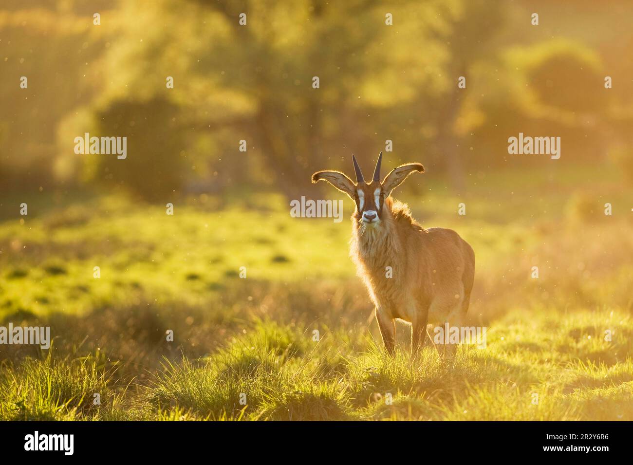 Roan antelope, roan antelopes (Hippotragus equinus), antelopes ...
