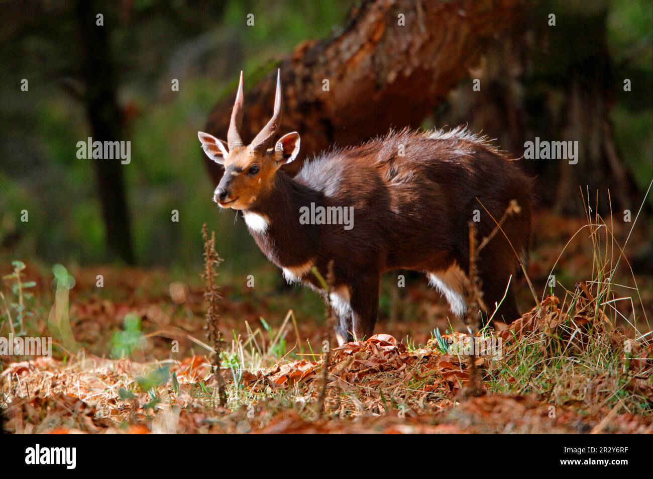 Menelik's Bushbuck, Menelik's Bushbuck, antelopes, ungulates, mammals ...