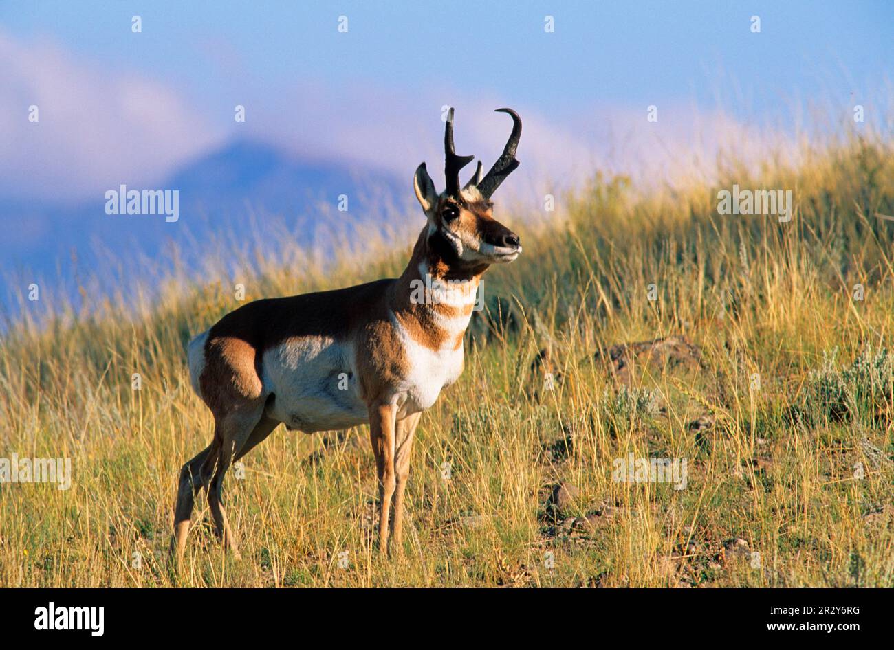 Pronghorn, pronghorns, pronghorn antelope, pronghorn antelope ...