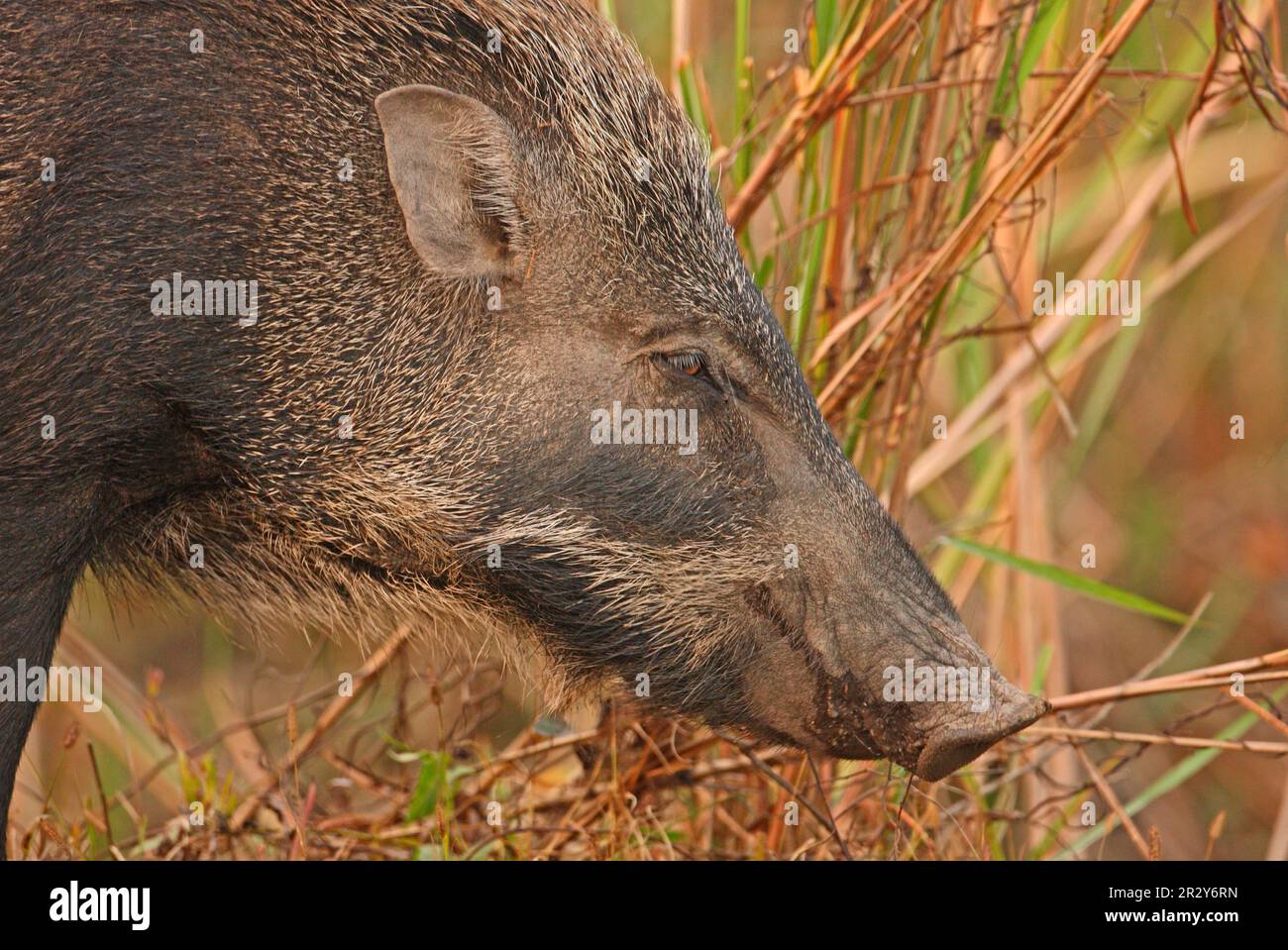 Indian wild boar (Sus scrofa cristatus), Indian wild boar, pigs ...