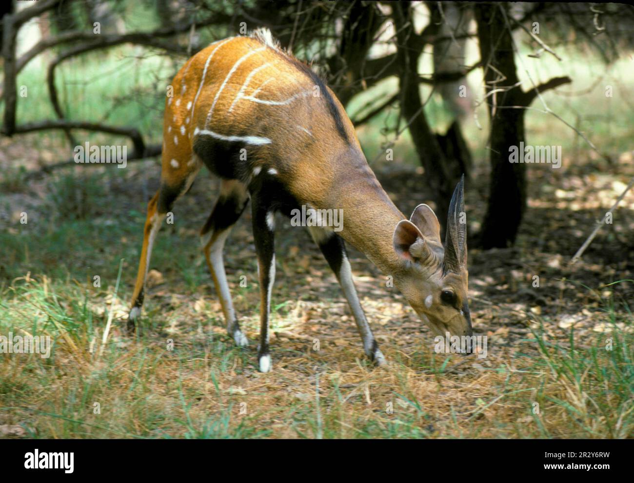Antelope, Western Bushbuck (Tragelaphus s. scriptus) Male, grazing ...