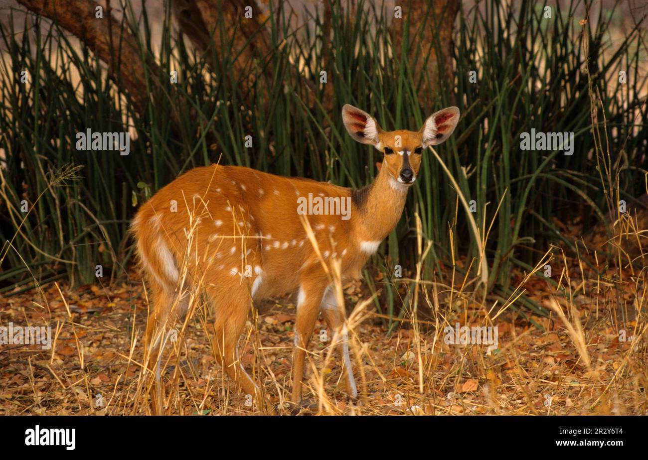 Bushbuck, Bushbuck, bushbucks (Tragelaphus scriptus), Antelopes ...