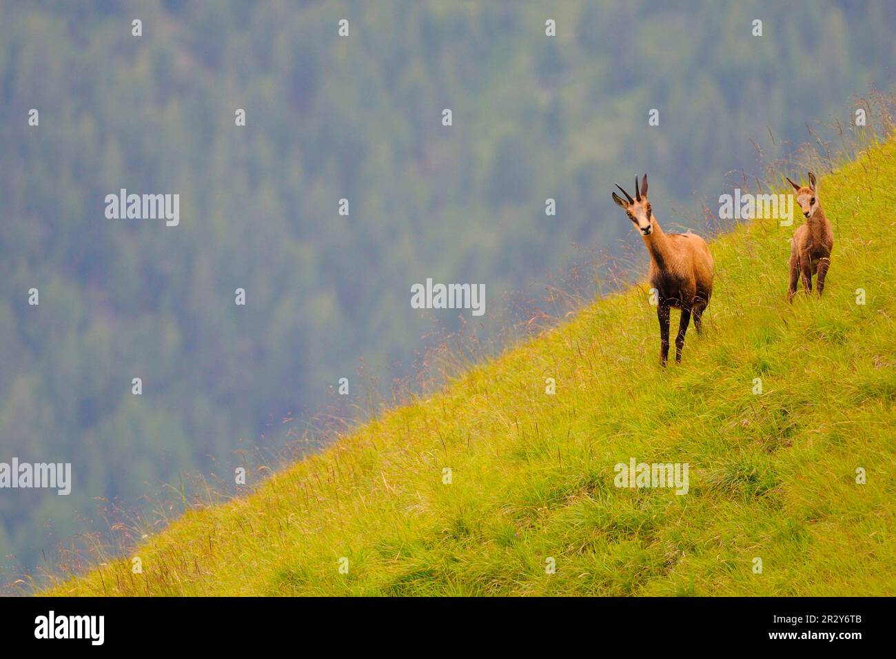 Chamois, chamois, chamoises (Rupicapra rupicapra), goat-like, ungulates ...