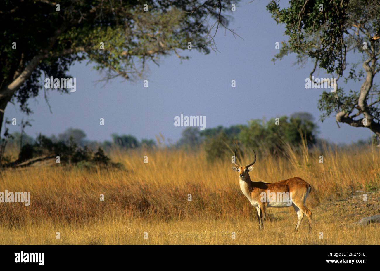 Lychee waterbucks hi-res stock photography and images - Alamy