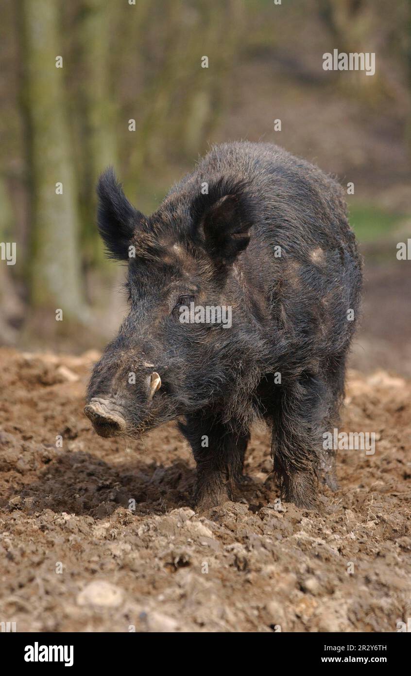 Wild boars (Sus scrofa), pigs, swine, ungulates, even-toed ungulates ...