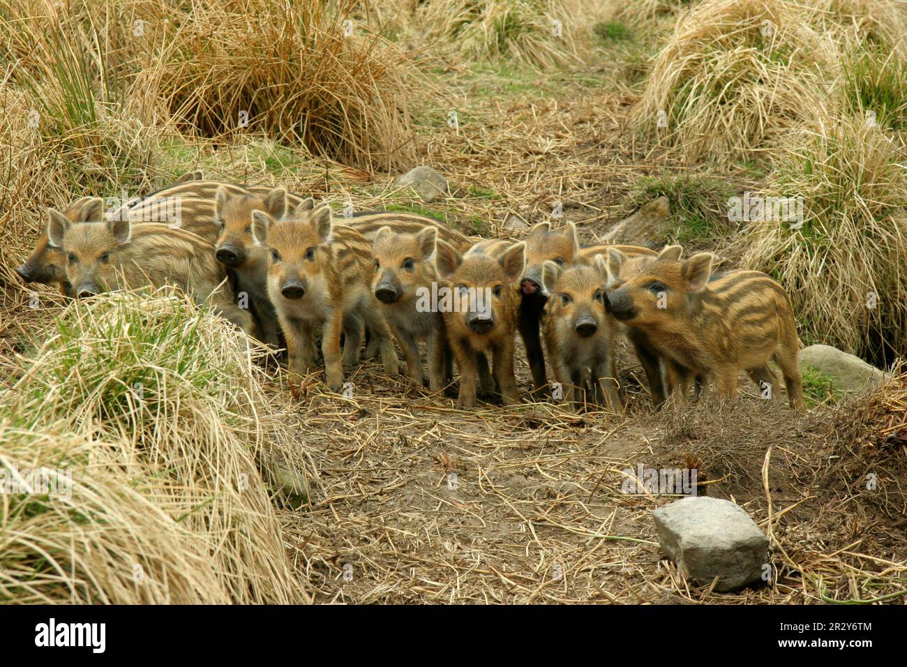 Wild boars (Sus Scrofa), pigs, swine, ungulates, even-toed ungulates ...