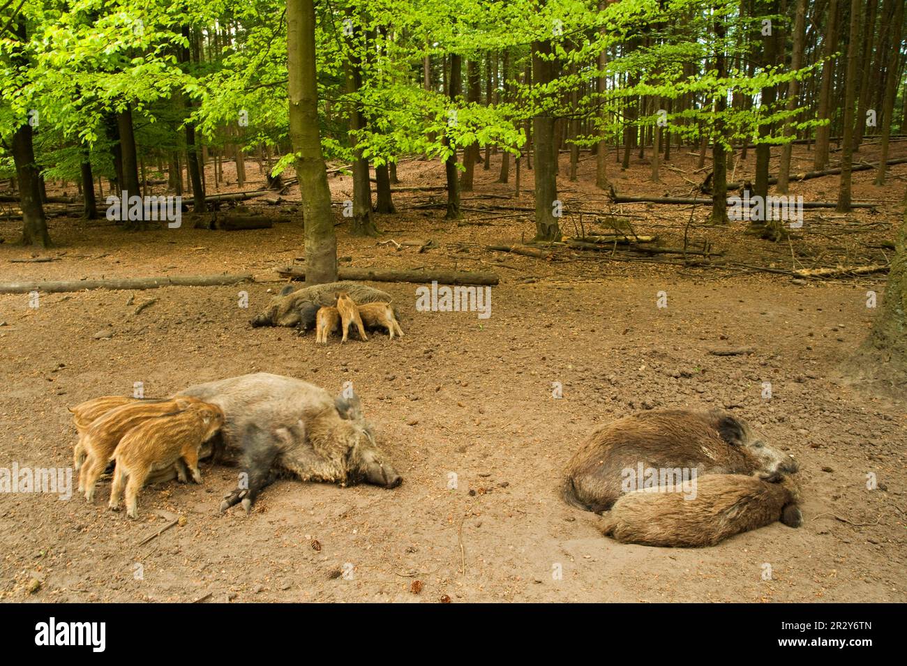 Wild boar, wild boars (Sus scrofa), Pigs, Porcine, Ungulates, Even-toed ...