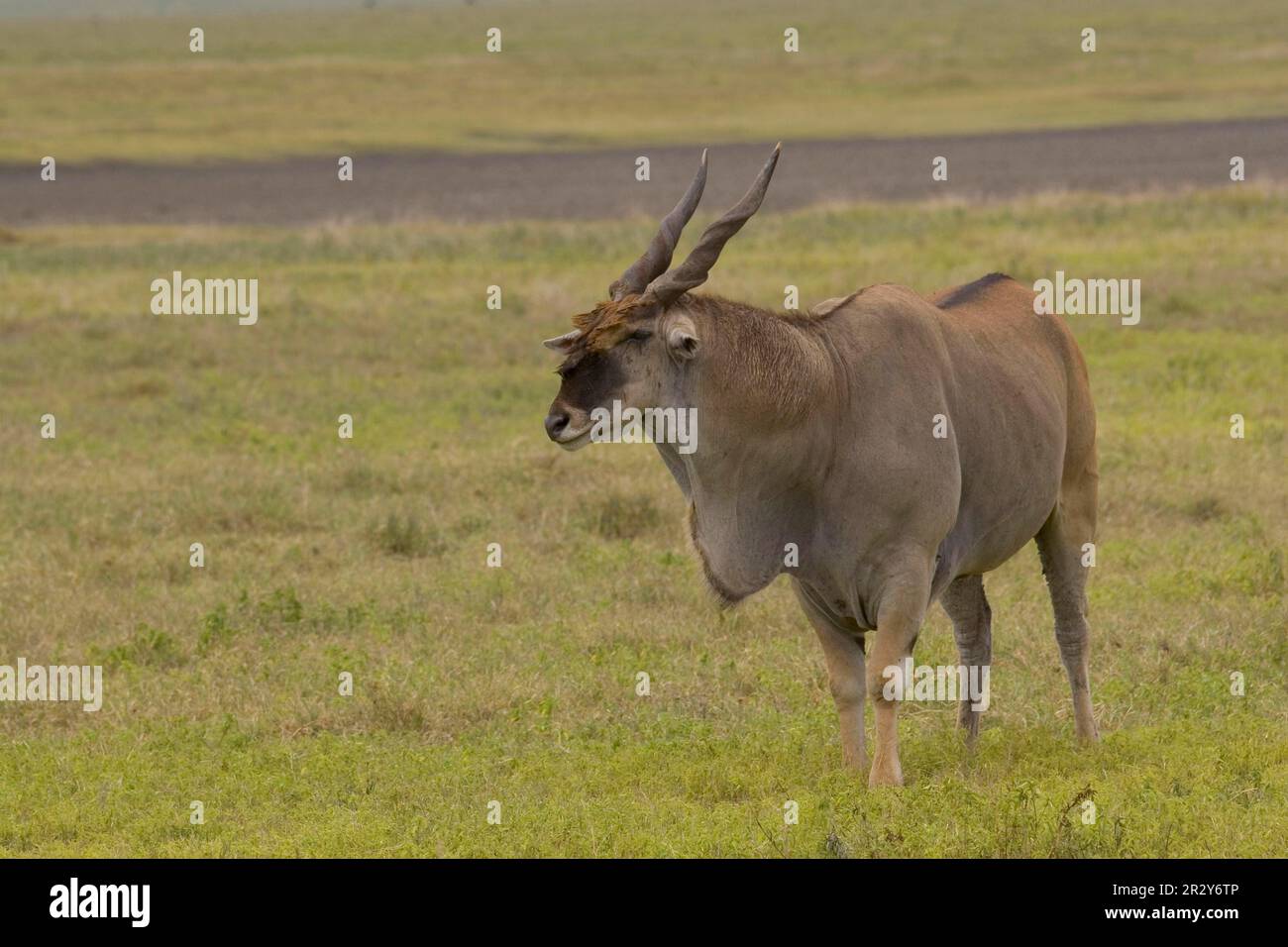Common eland (Taurotragus oryx), bull, antelope, hump, dewlap, neck ...