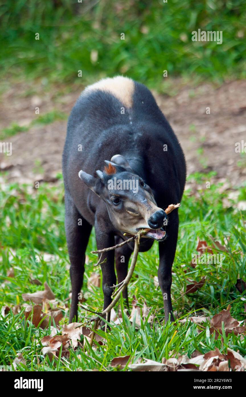 Yellow backed duiker (Cephalophus silvicultor) adult, chewing on twig ...