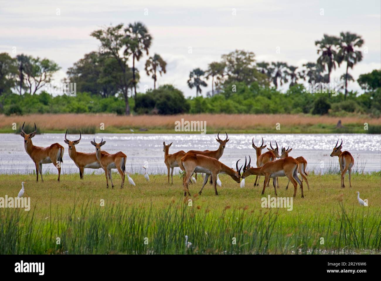 Red lechwe (Kobus leche leche) lechwe, red lechwe antelope, red lechwe ...