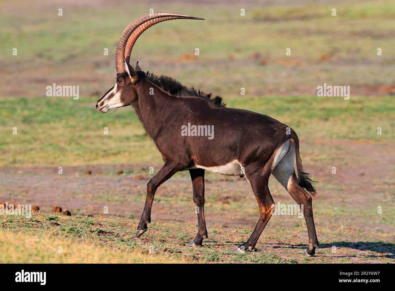 Sable Antelope, sable antilopes (Hippotragus niger), Antelopes ...