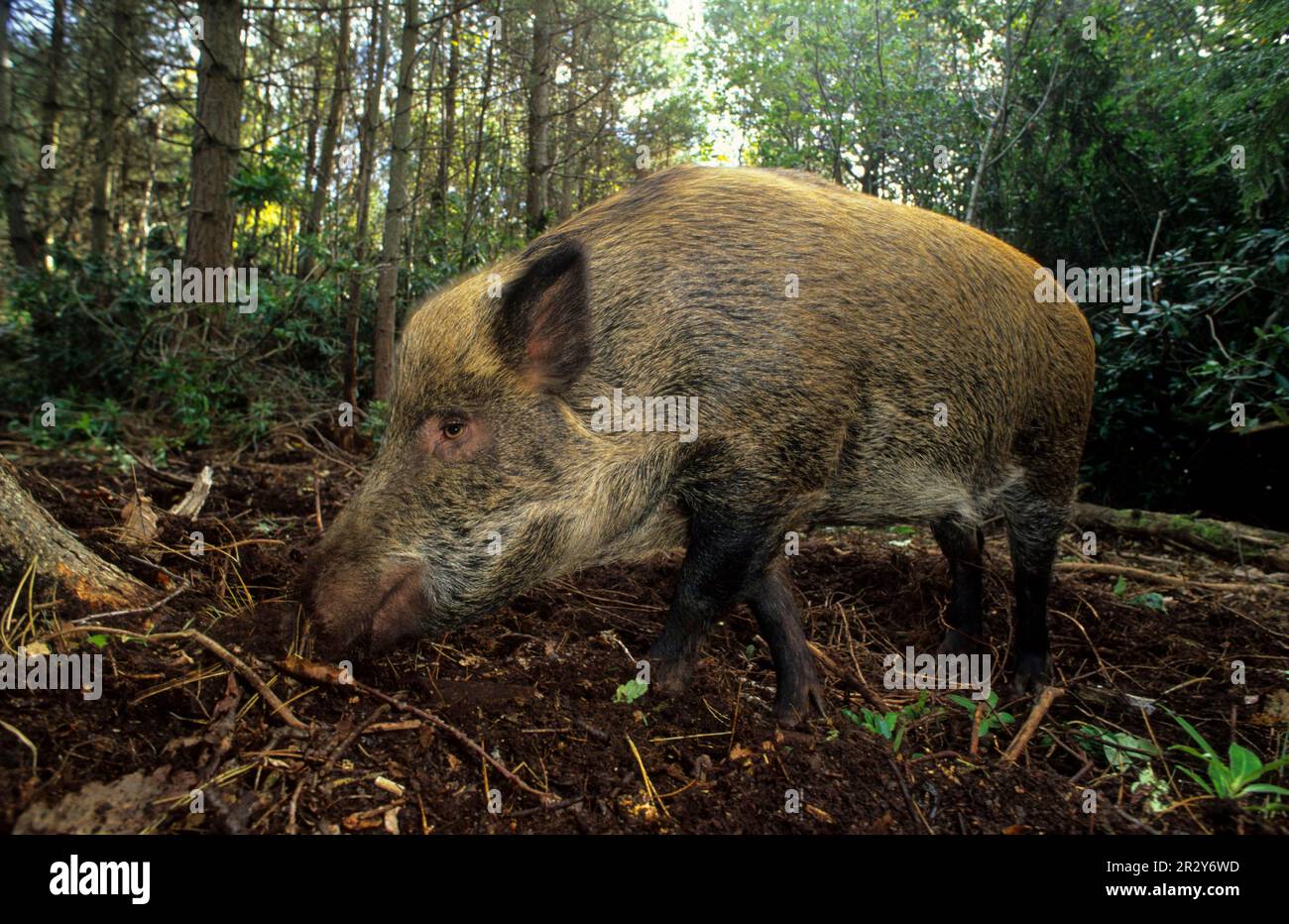 Wild boars (Sus scrofa), pigs, swine, ungulates, even-toed ungulates ...