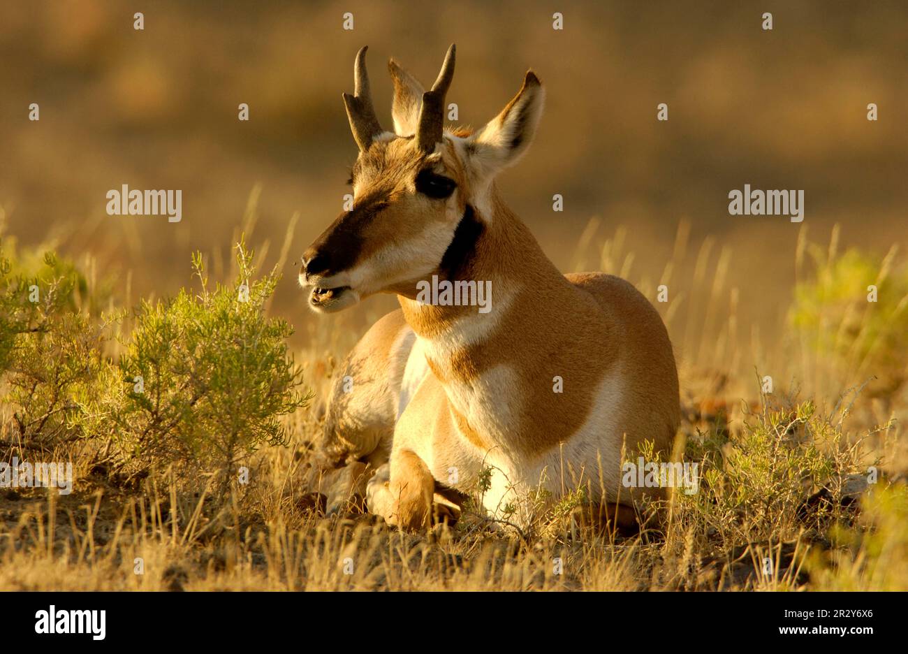 Forkhorn animal hi-res stock photography and images - Alamy