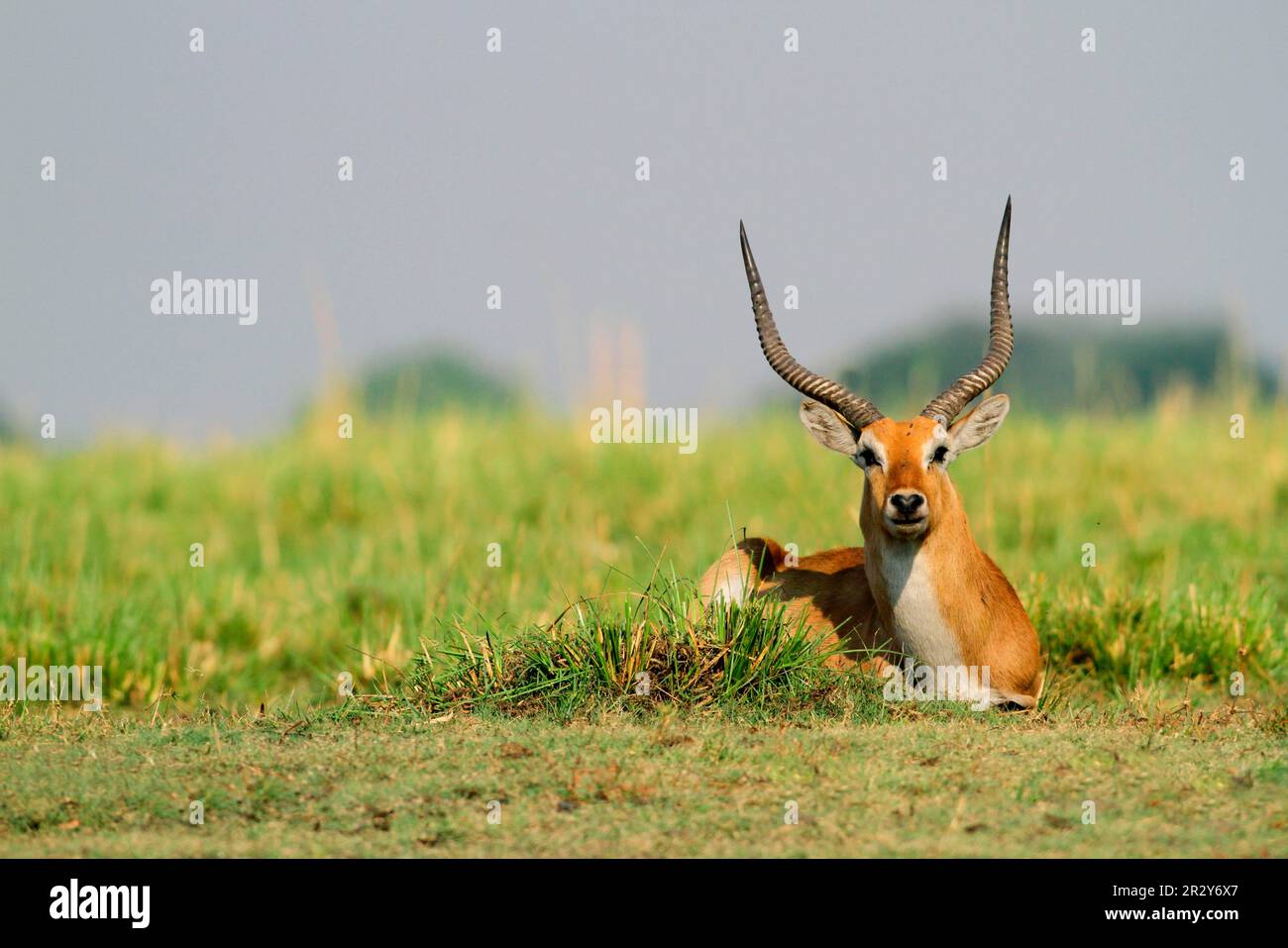 Red Lechwe