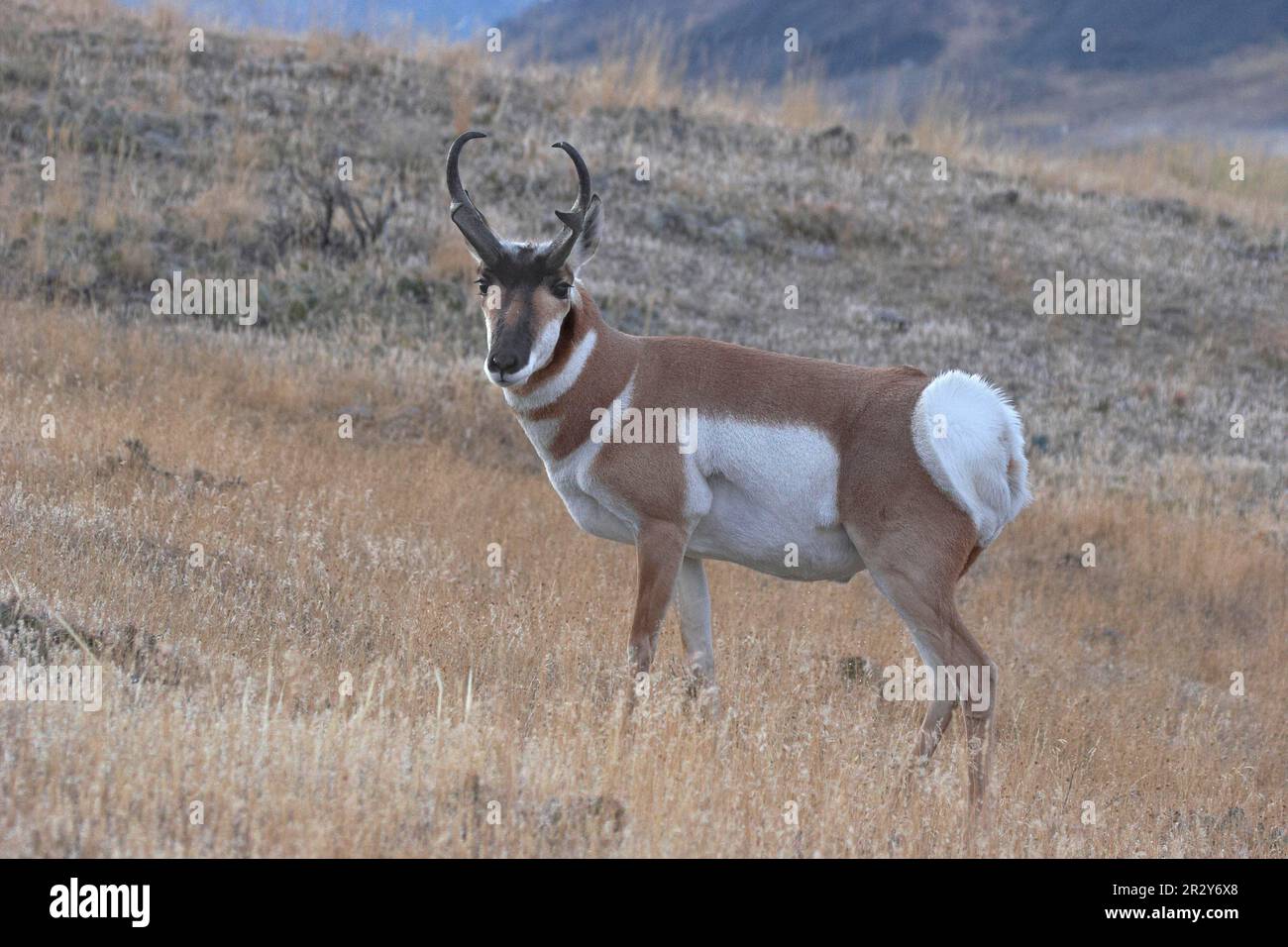 Pronghorn, pronghorns, pronghorn antelope, pronghorn antelope ...