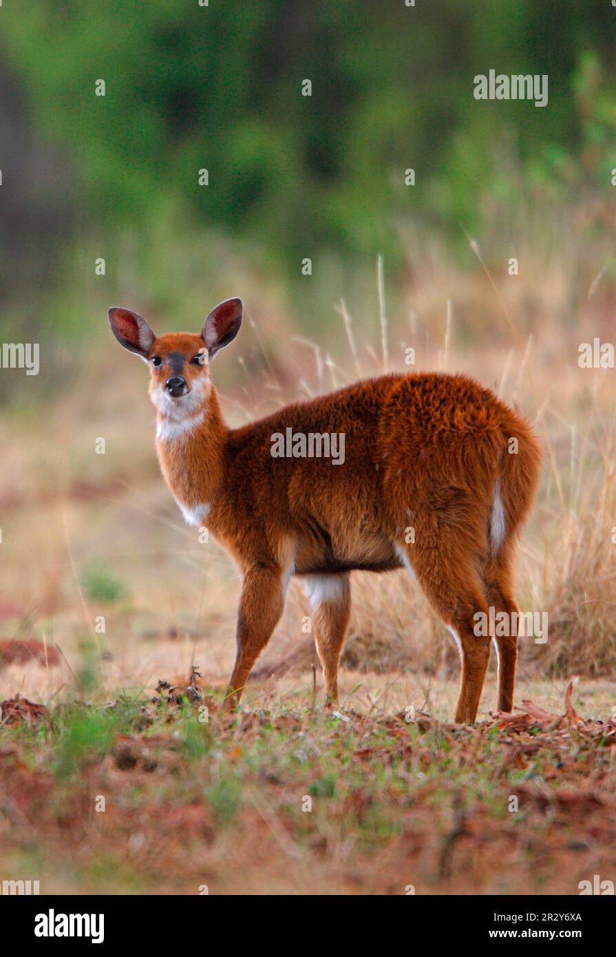 Menelik's Bushbuck, Menelik's Bushbuck, antelopes, ungulates, mammals ...