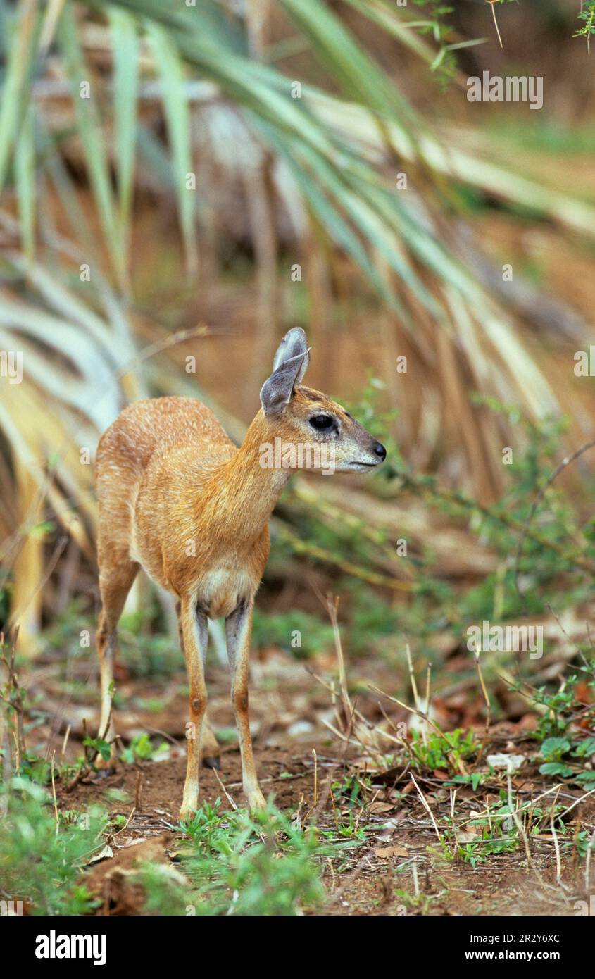 Sharpe's grysbok (Raphicerus sharpei), antelopes, ungulates, even-toed ...