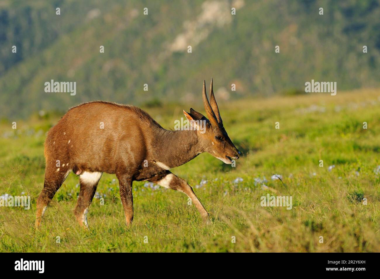 Bushbuck, Bushbuck, bushbucks (Tragelaphus scriptus), Antelopes ...