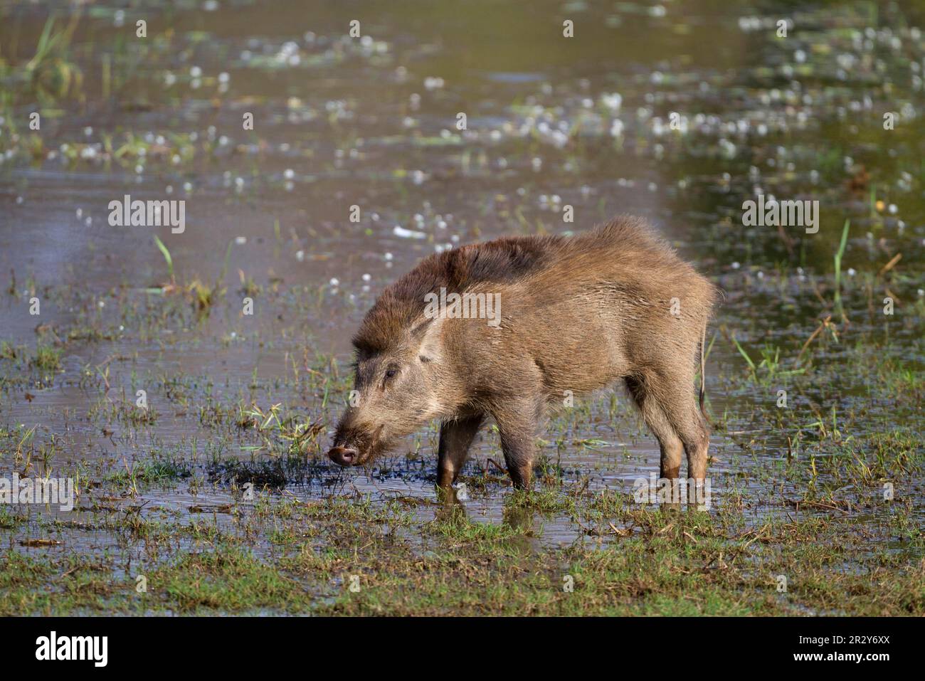 Indian wild boar (Sus scrofa cristatus), Indian wild boar, pigs ...