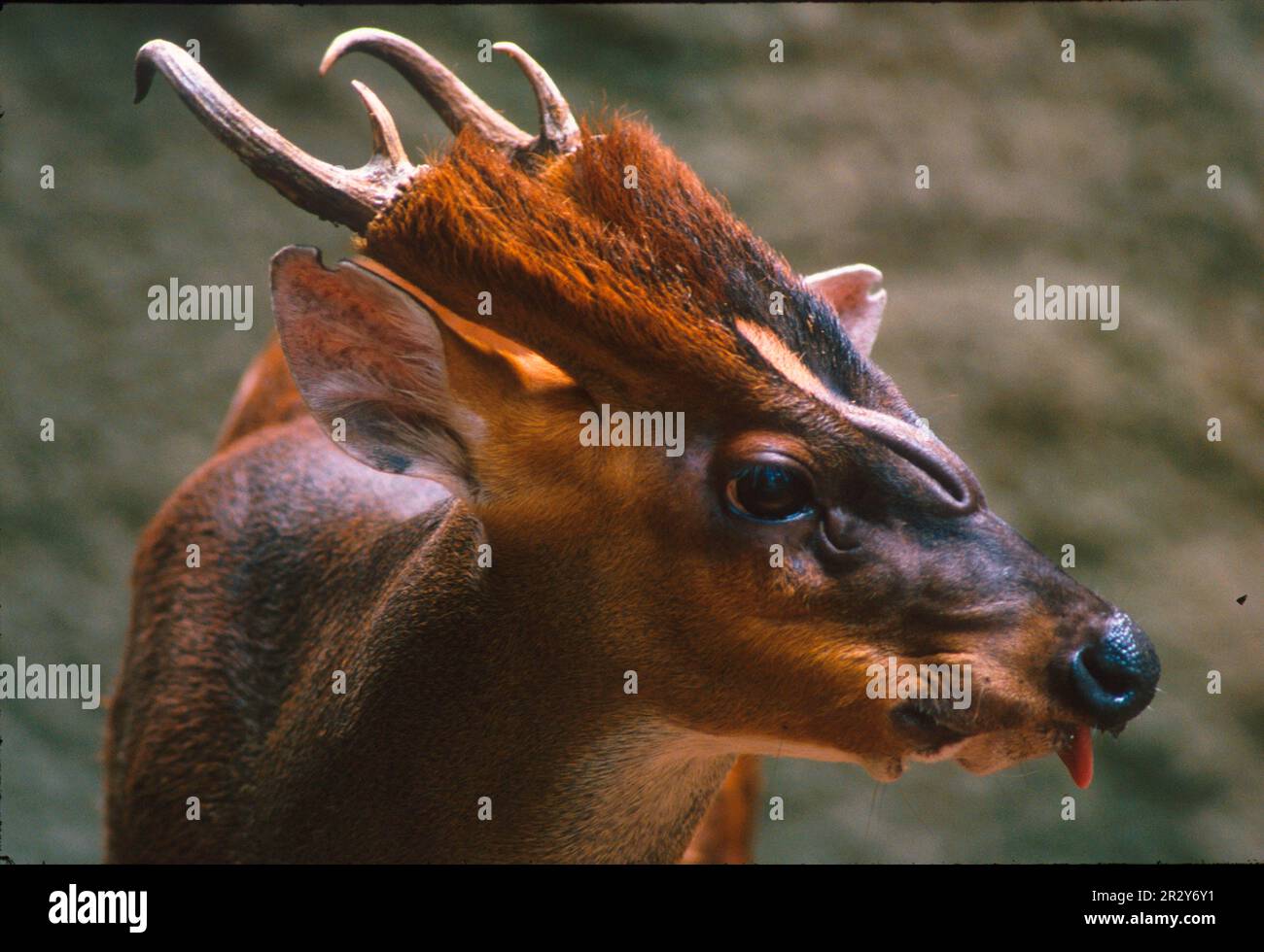 Muntjac, Indian muntjac, Indian muntjacs (Muntiacus), deer, ungulates ...