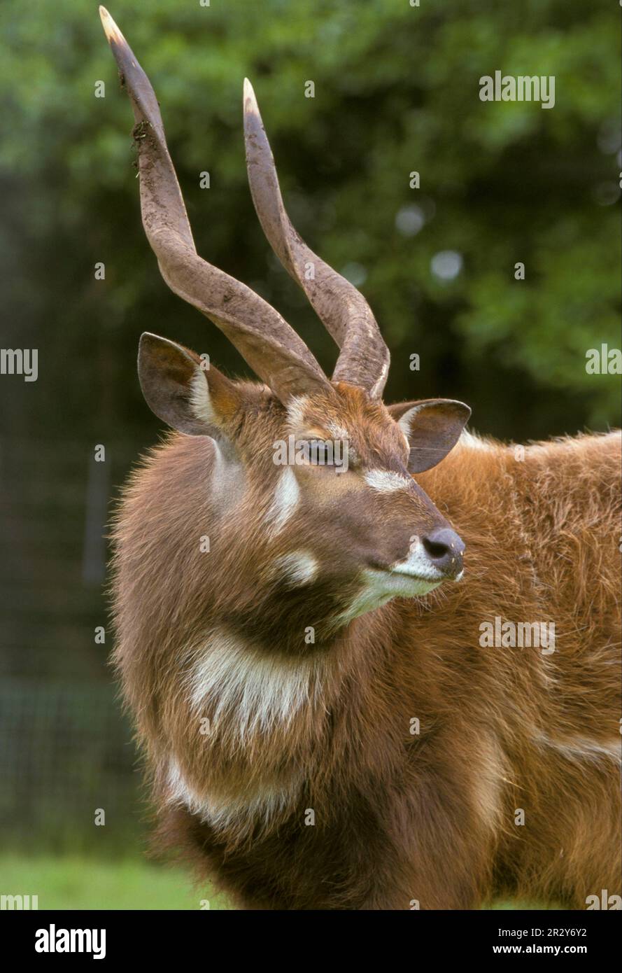 Sitatunga, marsh antelope, sitatungas (Tragelaphus spekii), sitatungas ...