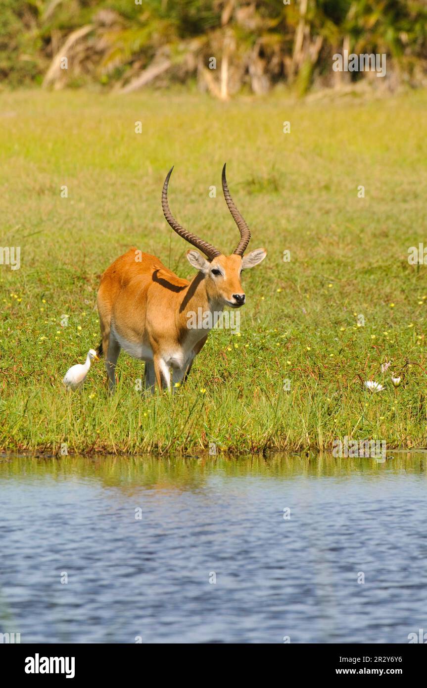 Male lechwe hi-res stock photography and images - Alamy