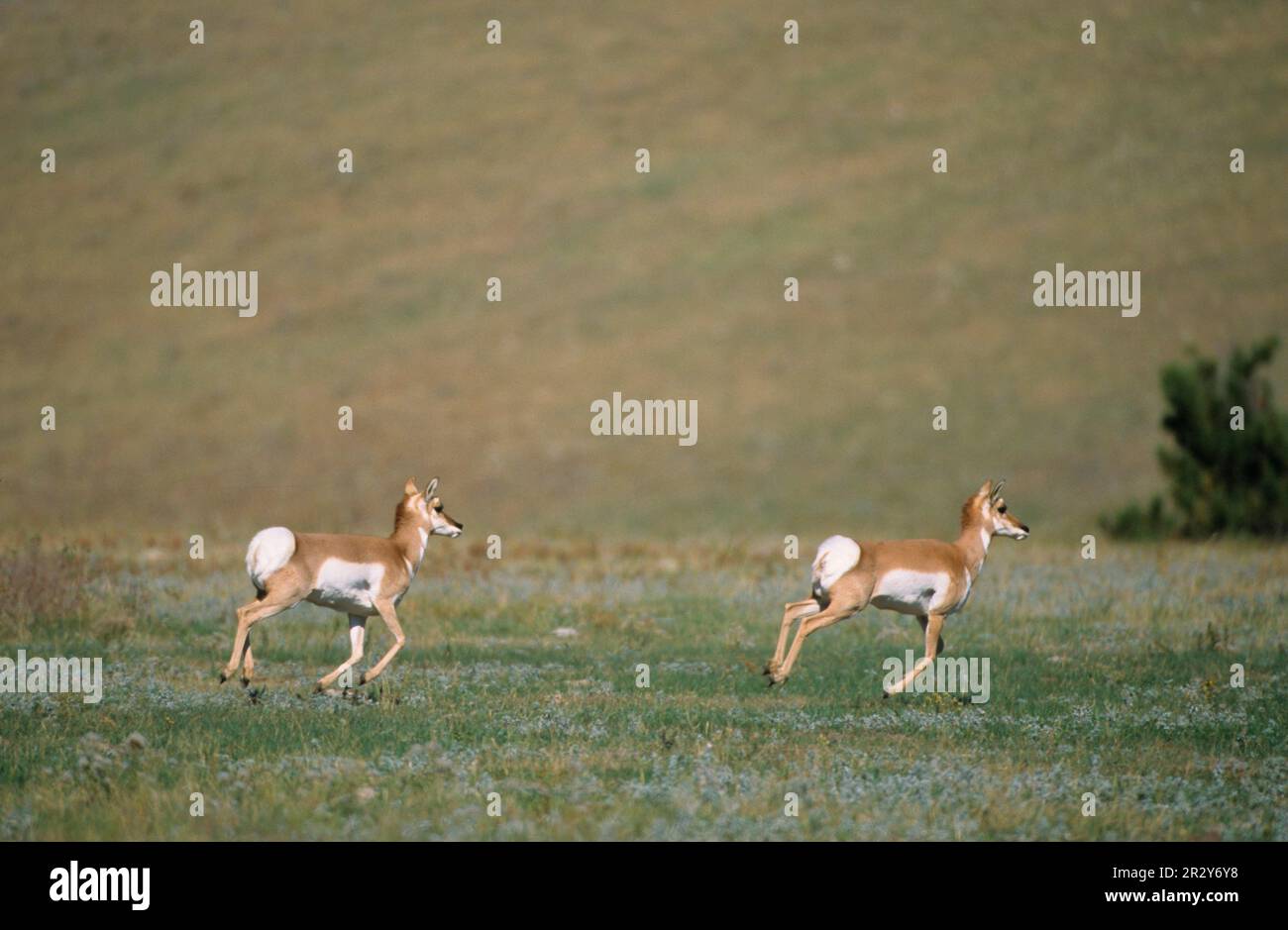 Pronghorn (Antilocapra American) Two runs, Custer State Park, South ...
