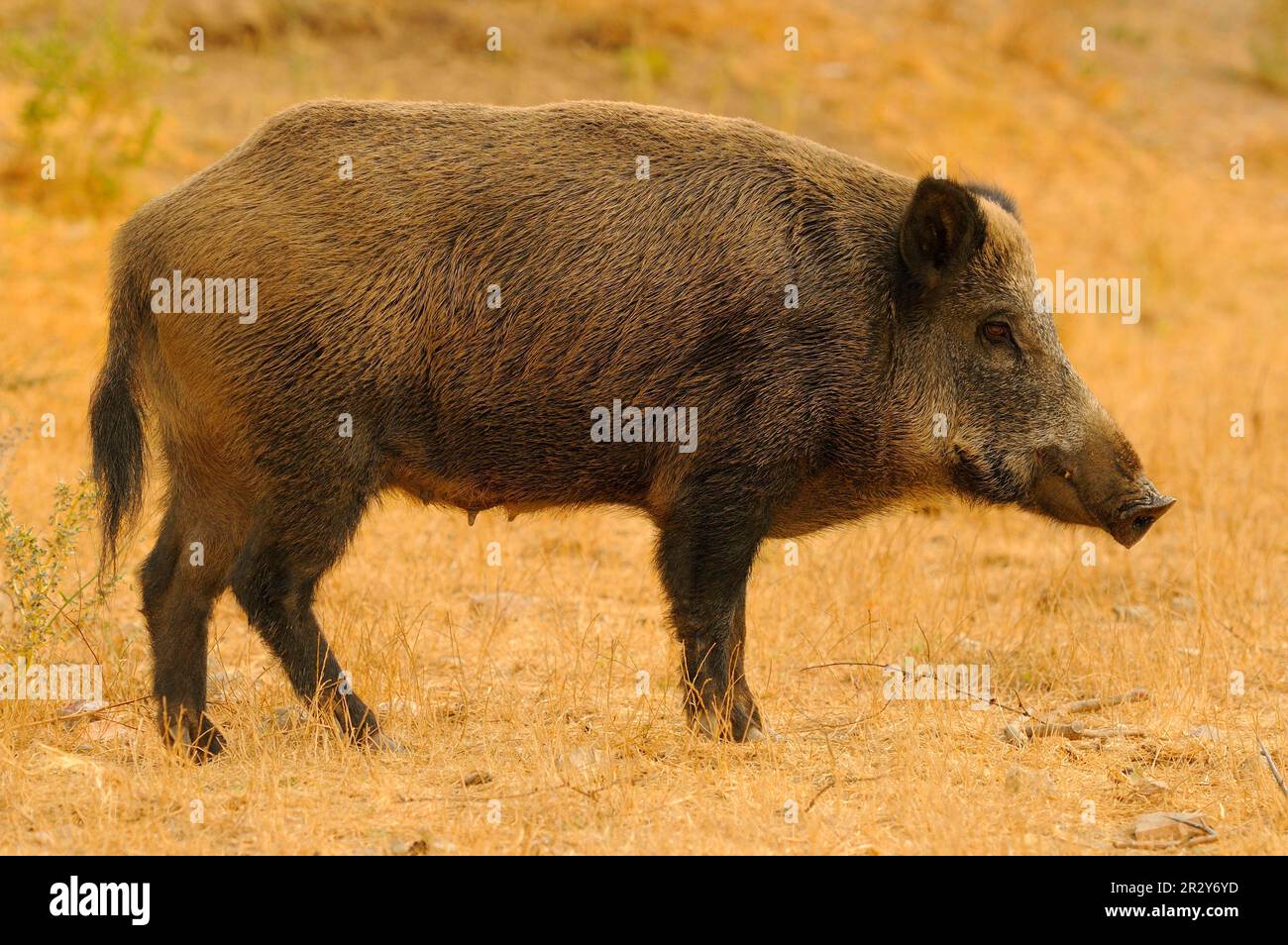 Wild boar, wild boars (Sus scrofa), pigs, swine, ungulates, even-toed ...