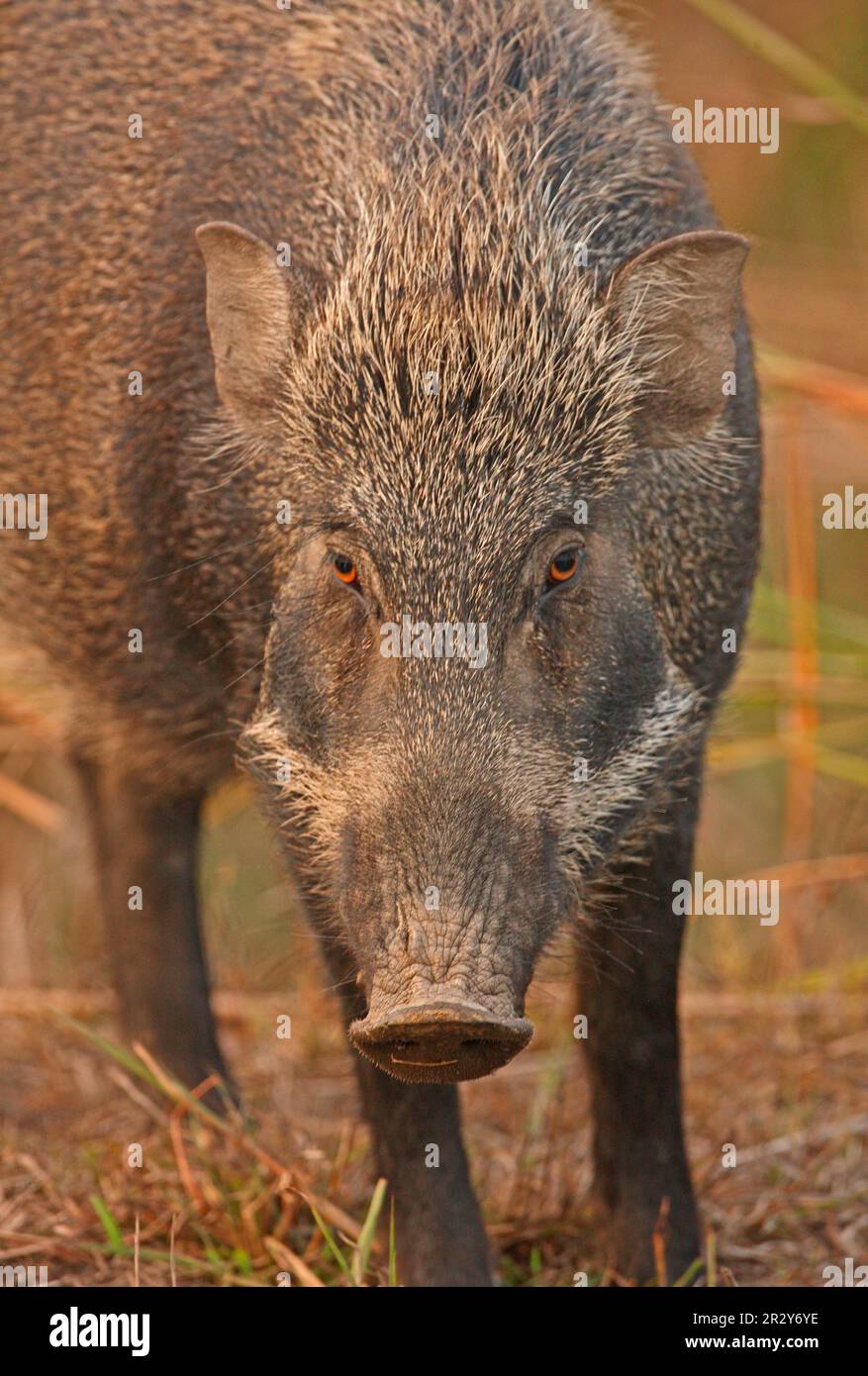 Indian wild boar (Sus scrofa cristatus), Indian wild boar, pigs ...