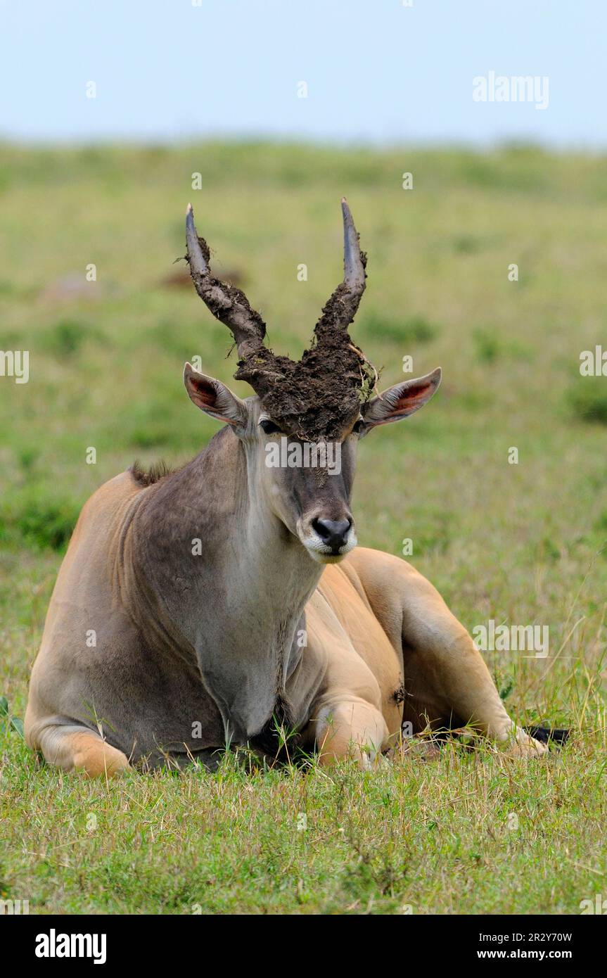 Tragelaphus oryx, common elands (Taurotragus oryx), Eland antelopes ...